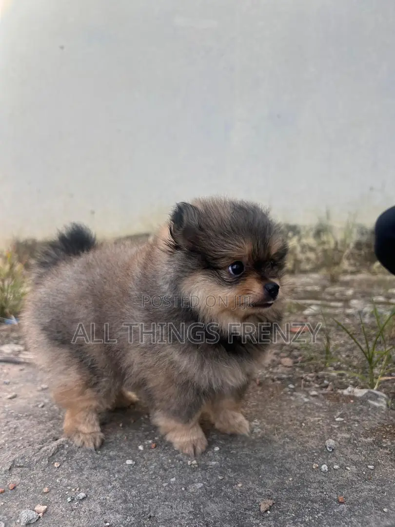 1-3 months Female Purebred Pomeranian in Central Business District ...