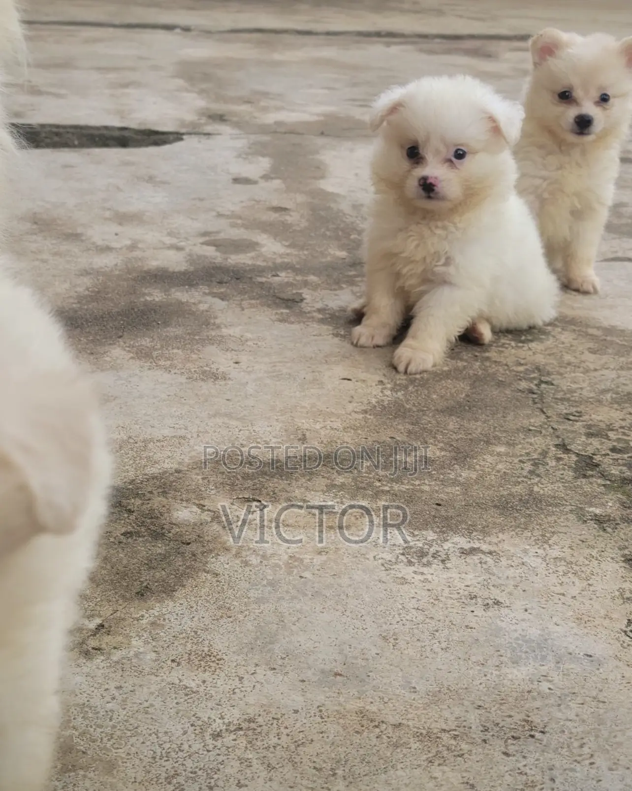 1-3 months Female Purebred American Eskimo in Ajah - Dogs & Puppies ...