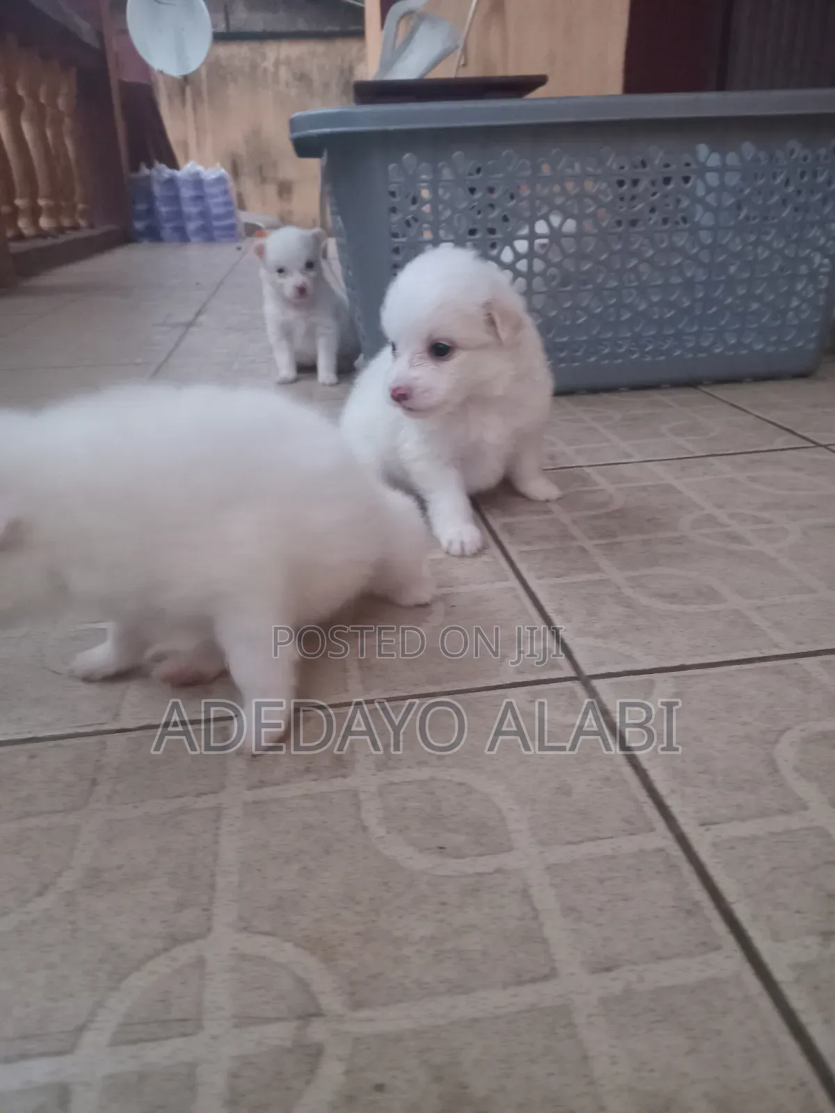1-3 months Female Purebred American Eskimo in Ibadan - Dogs & Puppies ...