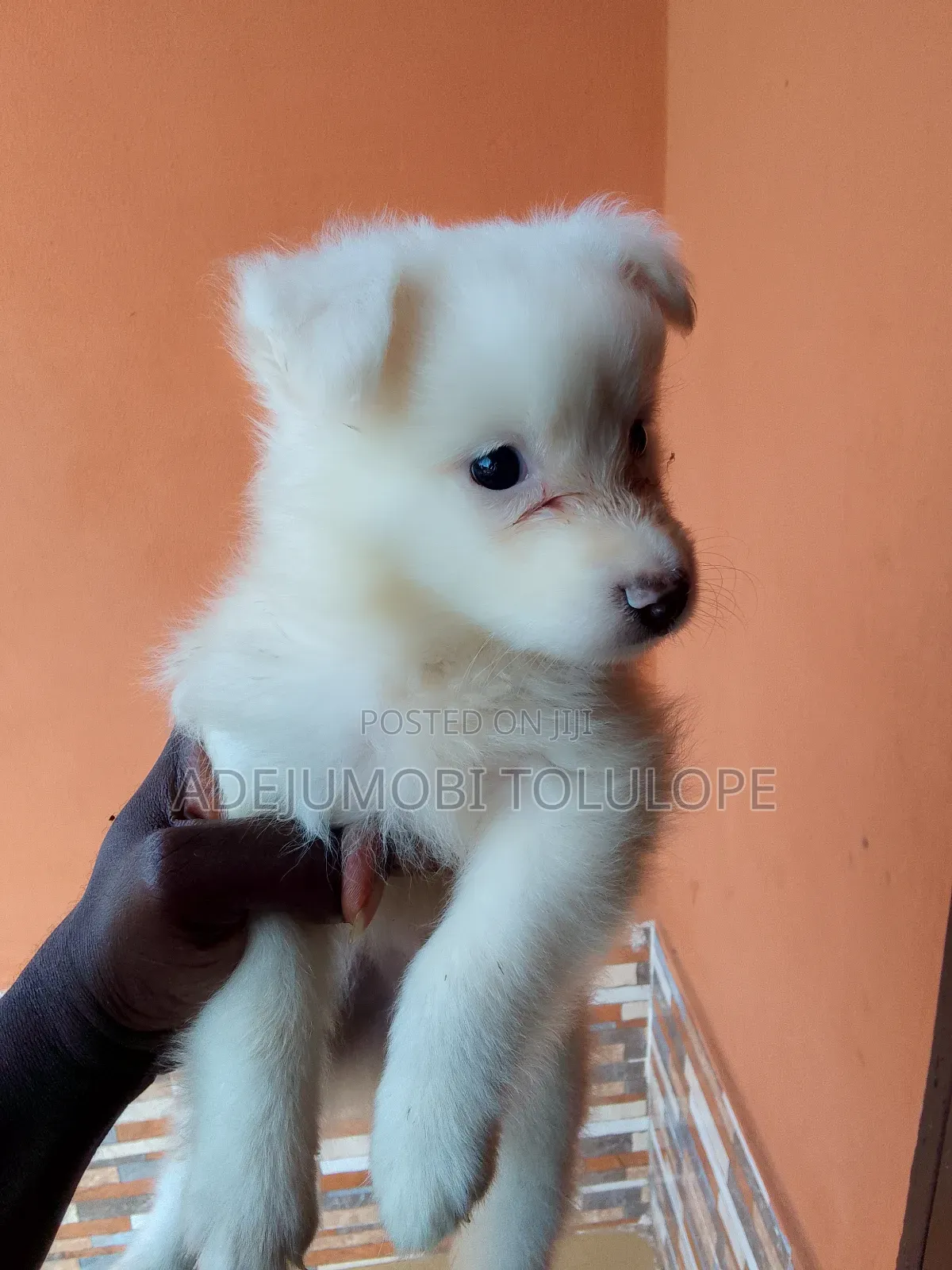 1-3 months Male Purebred American Eskimo in Ido - Dogs & Puppies ...