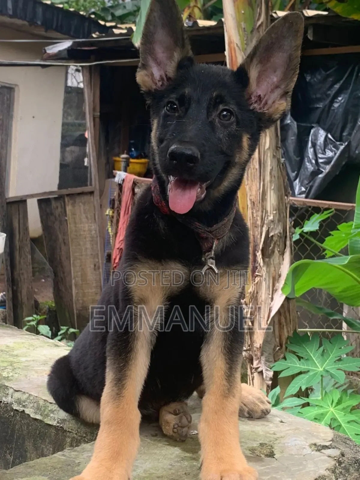 1-3 months Male Purebred German Shepherd in Owerri - Dogs & Puppies ...