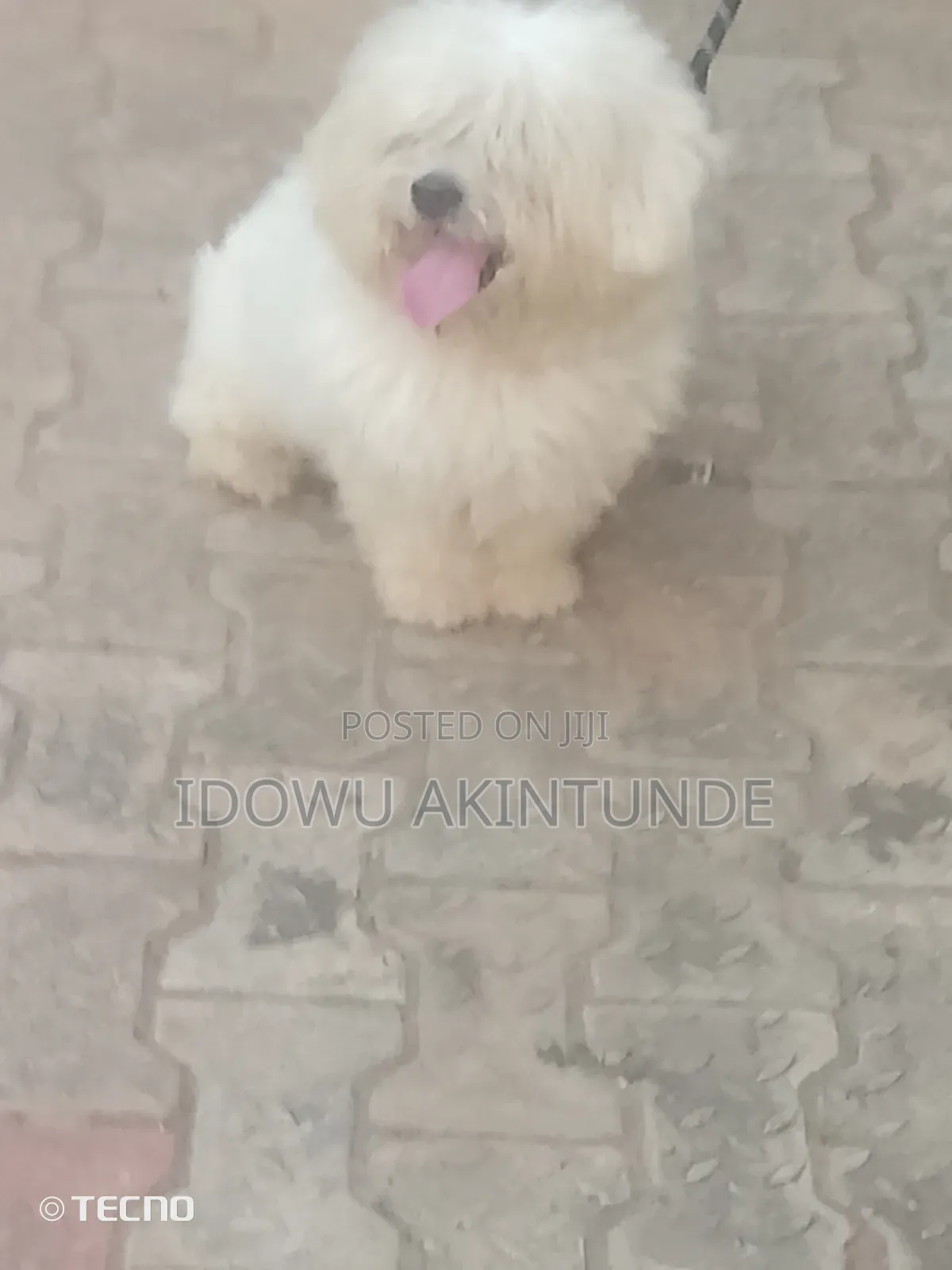 1+ year Male Purebred Lhasa Apso in Ibadan - Dogs & Puppies, Idowu ...