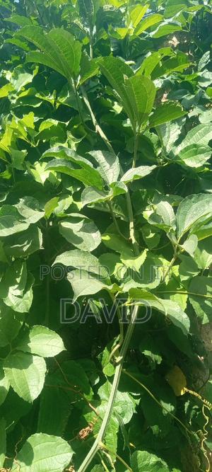 Fresh Ugu Leaf in Iseyin - Food & Beverages, David Ufot | Jiji.ng