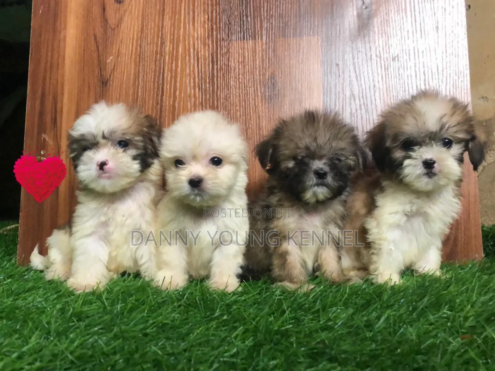 1-3 months Male Purebred Lhasa Apso in Ikorodu - Dogs & Puppies, Danny ...