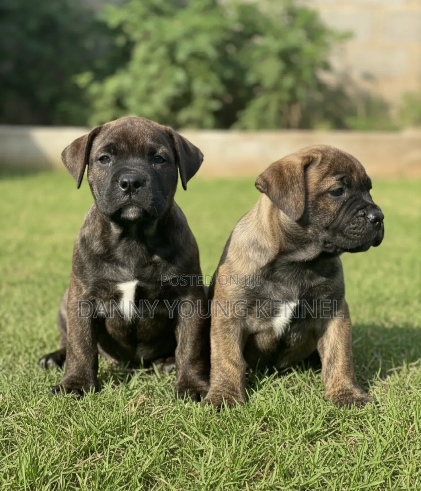 1-3 months Female Purebred Boerboel in Lekki - Dogs & Puppies, Danny ...