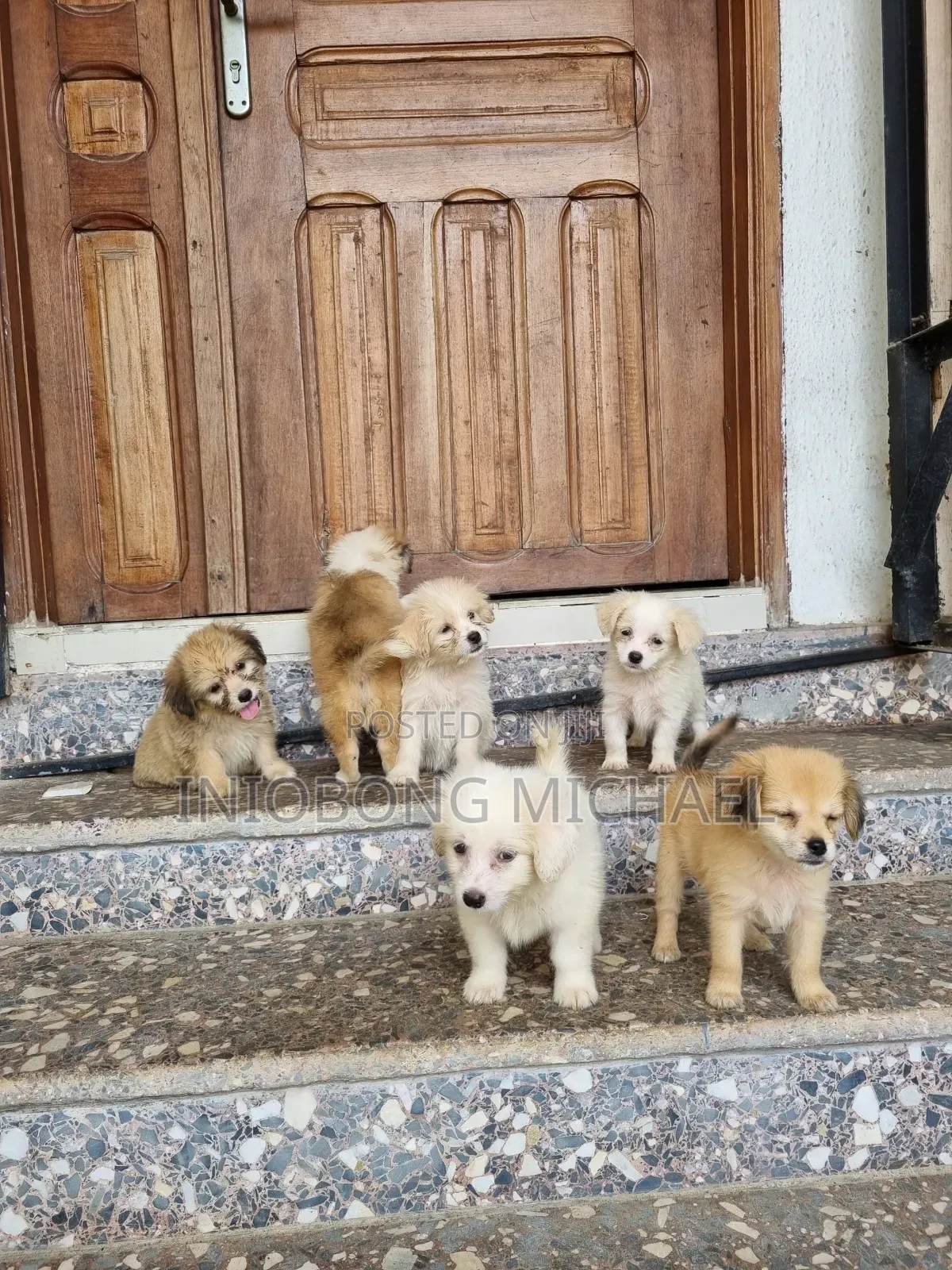 1-3 months Female Purebred Havanese in Calabar - Dogs & Puppies ...