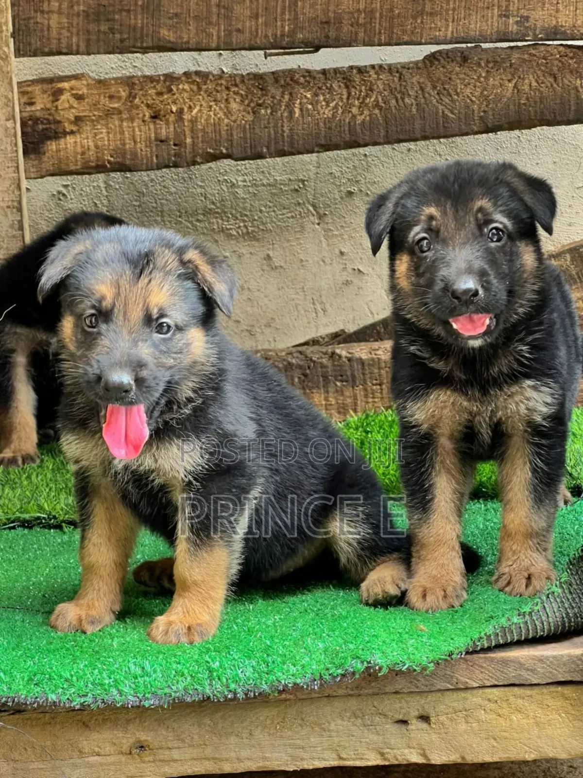 1-3 months Male Purebred German Shepherd in Onitsha - Dogs & Puppies ...
