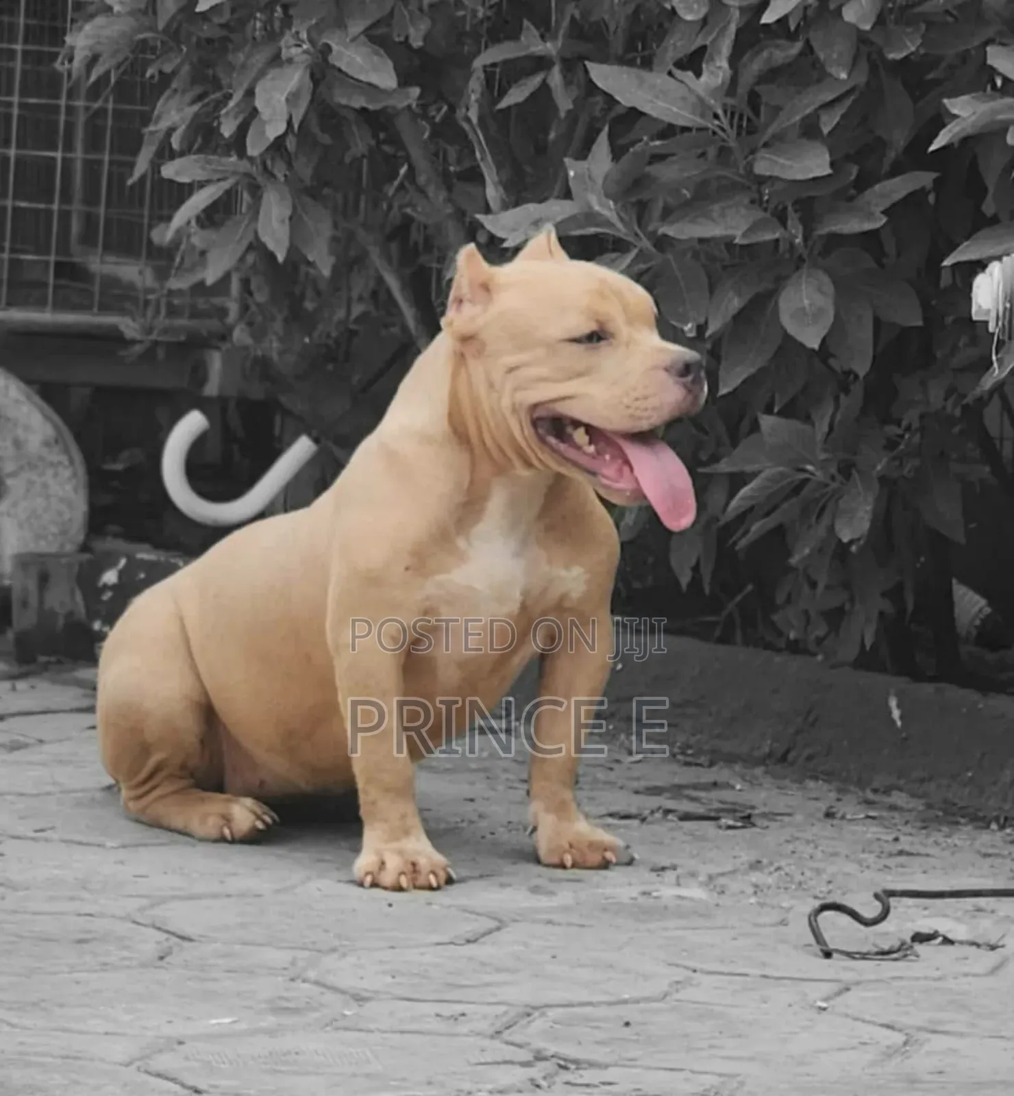 1-3 months Female Purebred American Bully in Ikoyi - Dogs & Puppies ...