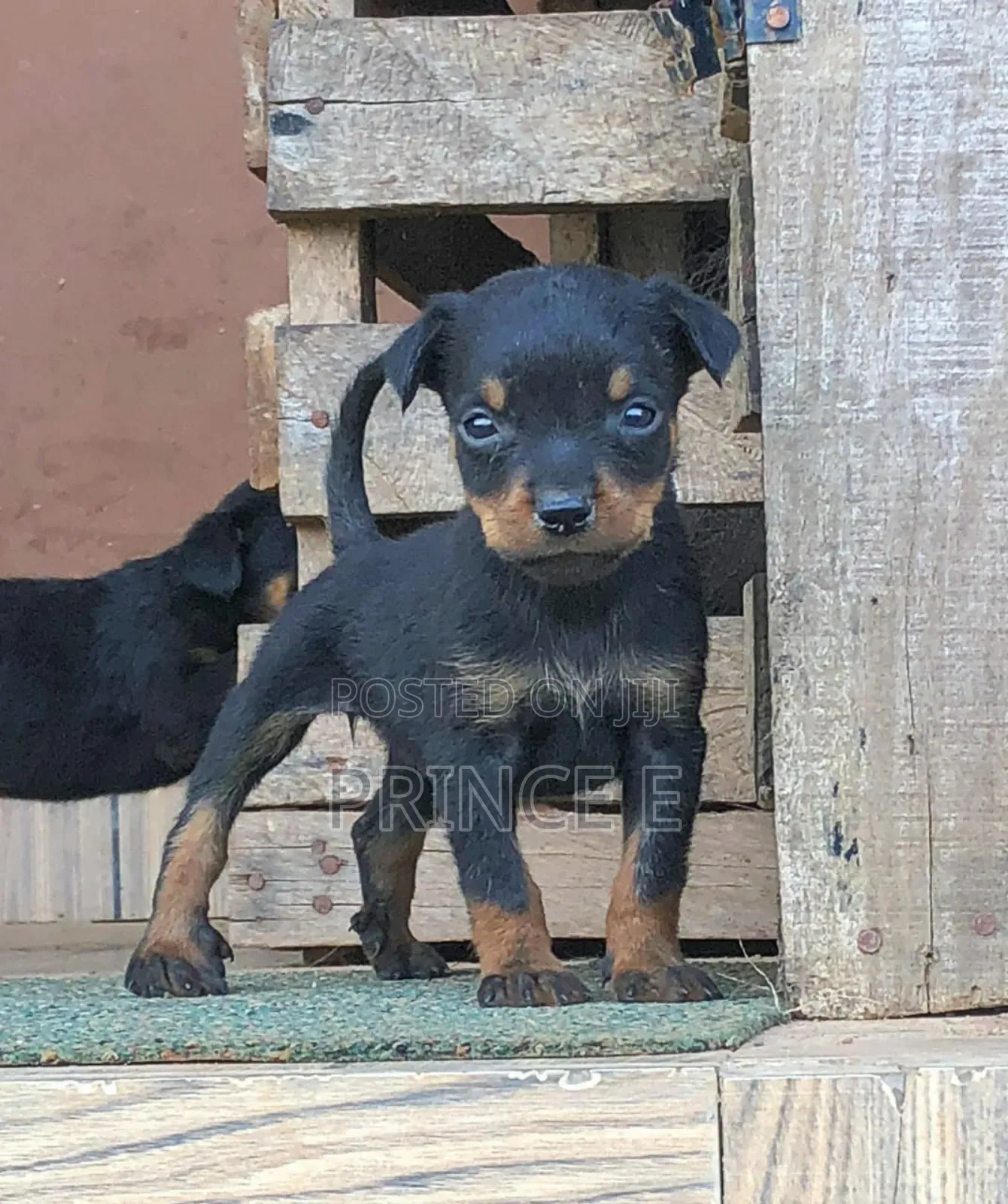 1-3 months Female Purebred Rottweiler in Ikoyi - Dogs & Puppies, Prince ...