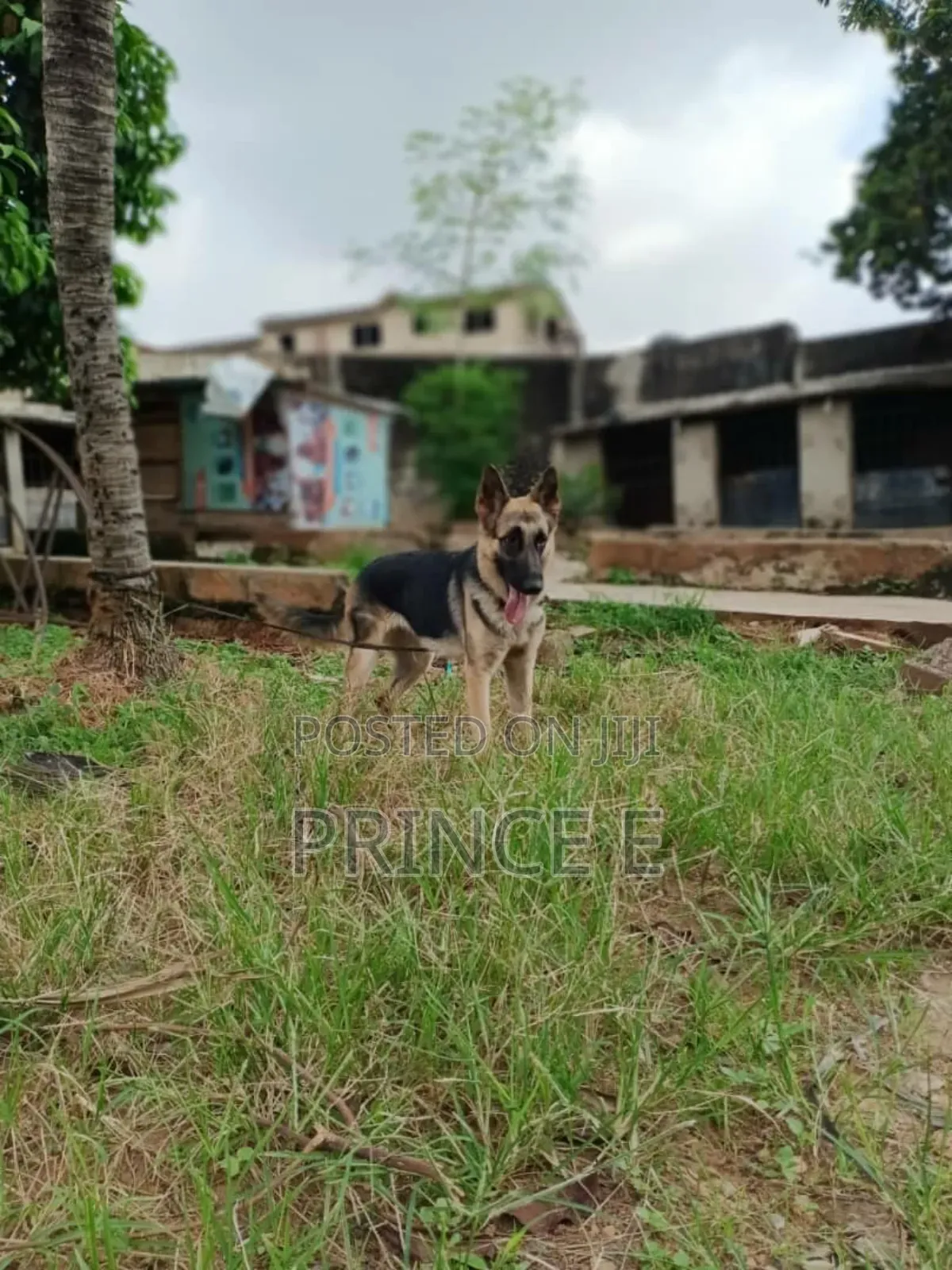 3-6 months Female Purebred German Shepherd in Ikoyi - Dogs & Puppies ...