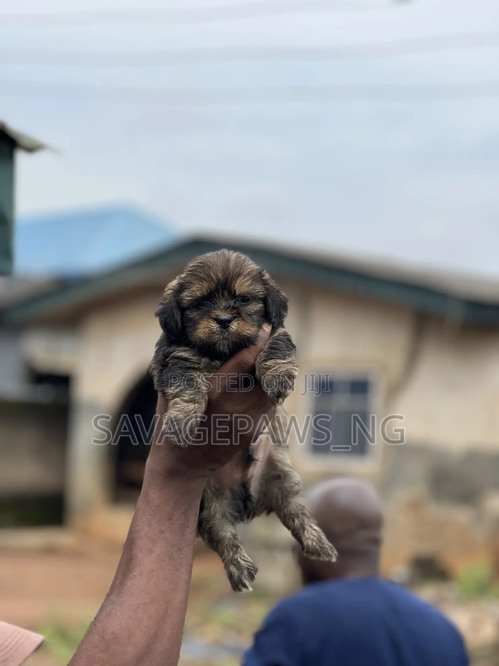 1-3 months Female Purebred Lhasa Apso in Surulere - Dogs & Puppies, Obi ...