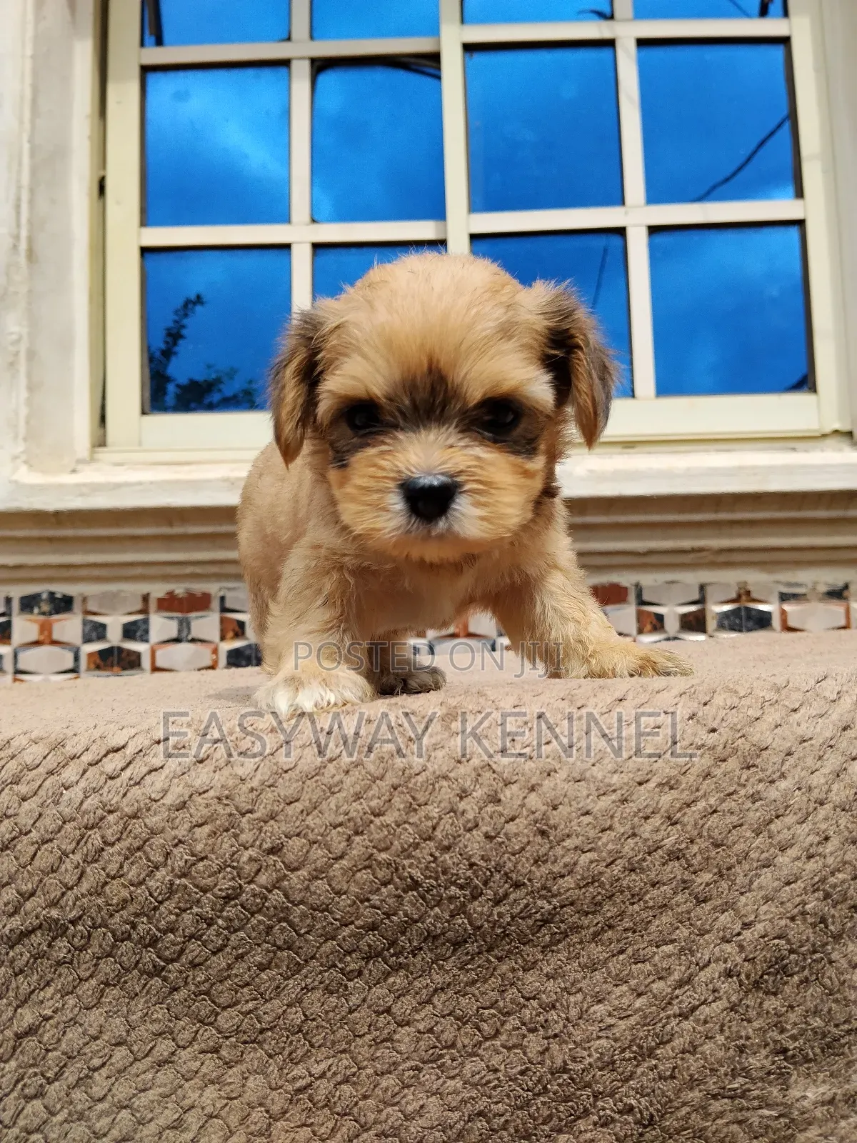 1-3 months Male Purebred Lhasa Apso in Onitsha - Dogs & Puppies ...