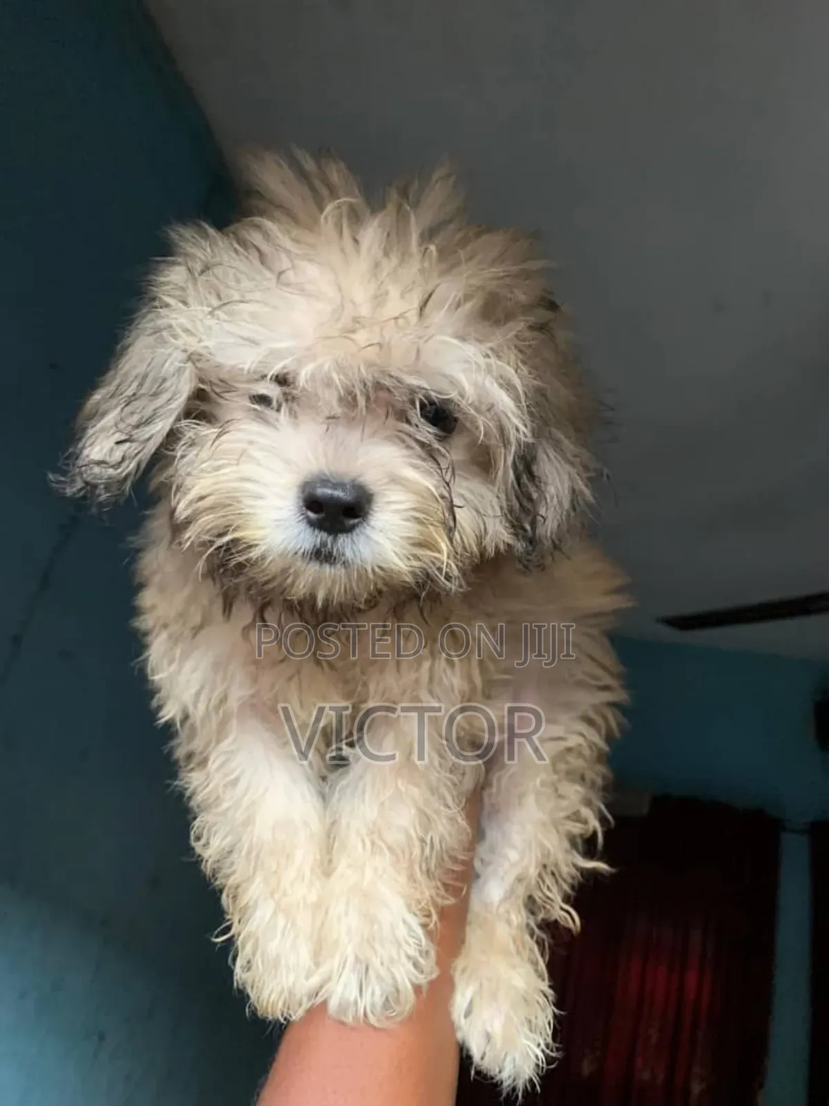 1-3 months Male Purebred Lhasa Apso in Port-Harcourt - Dogs & Puppies ...