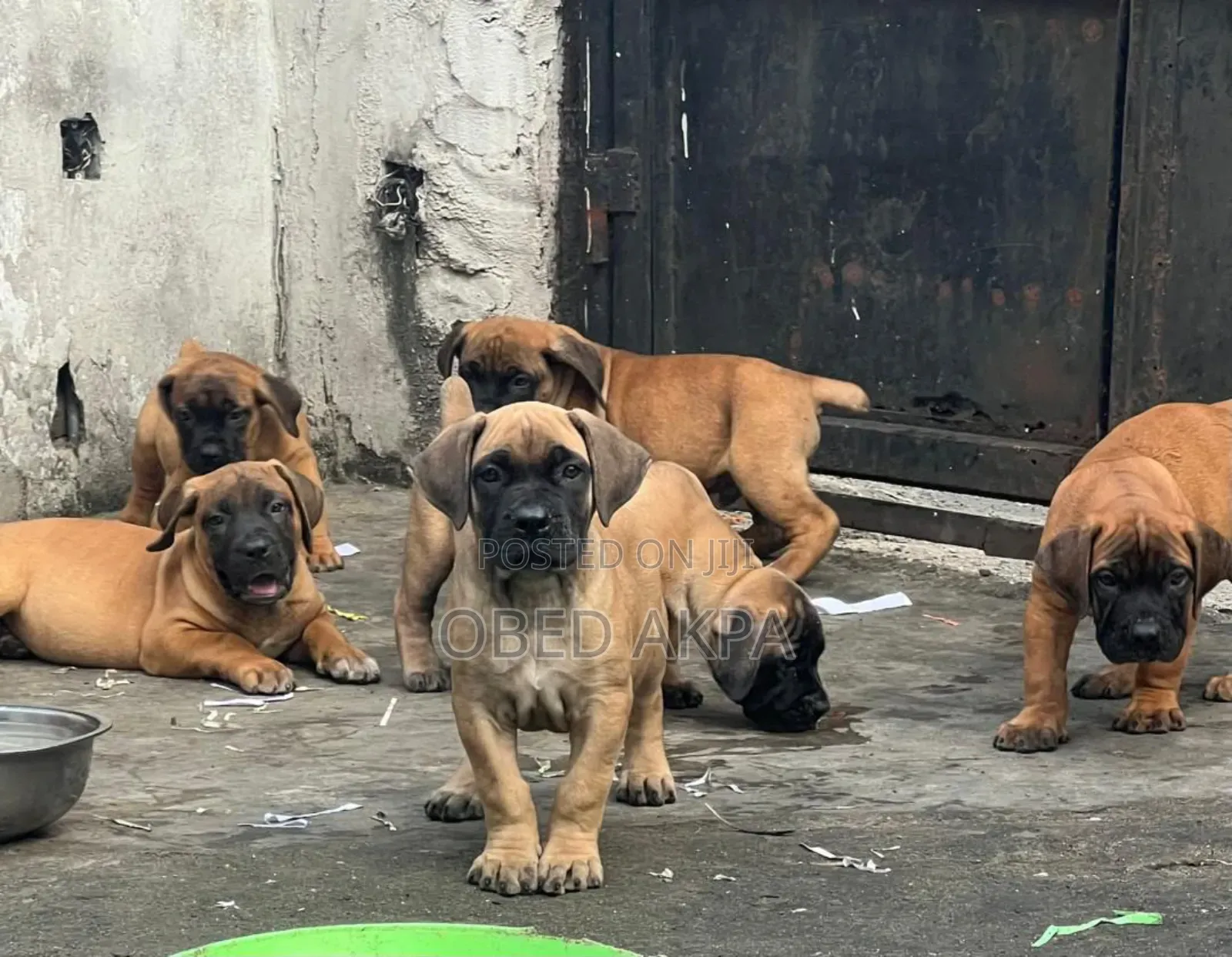 1-3 months Female Purebred Boerboel in Magodo - Dogs & Puppies, Obed ...