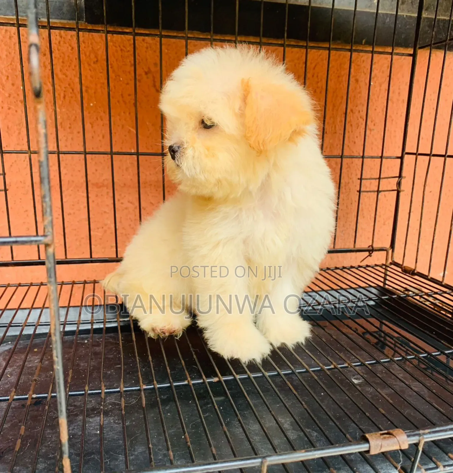 1-3 months Male Purebred Lhasa Apso in Ifako-Ijaiye - Dogs & Puppies ...