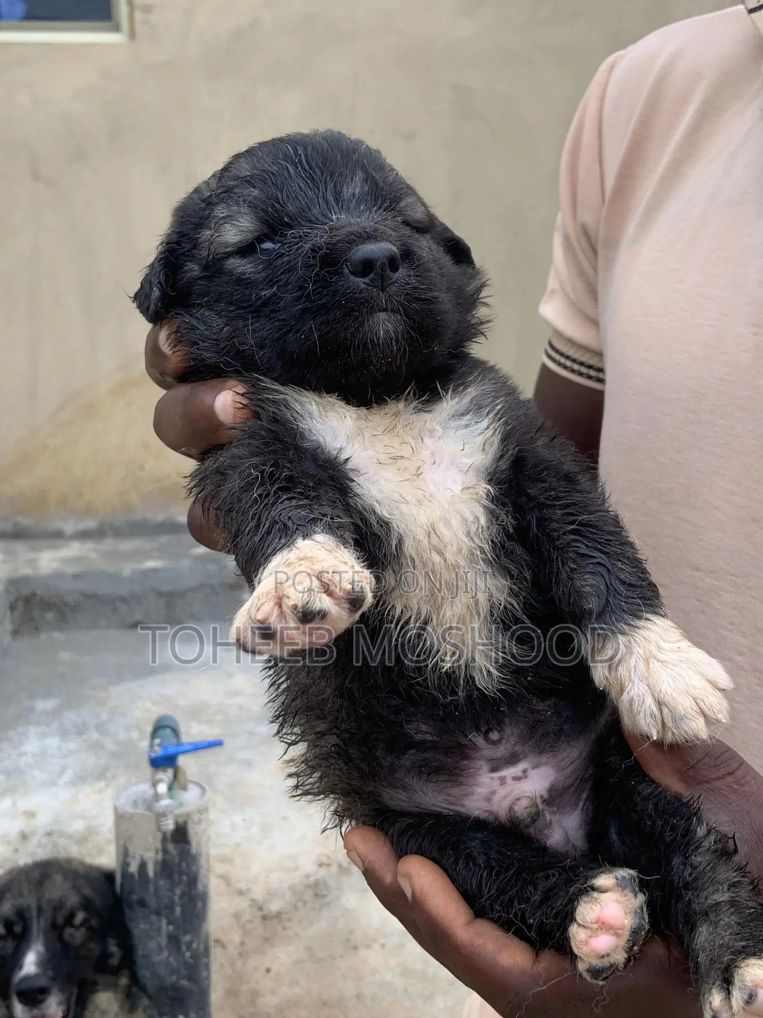 0-1 month Female Purebred Caucasian Shepherd in Ibadan - Dogs & Puppies ...