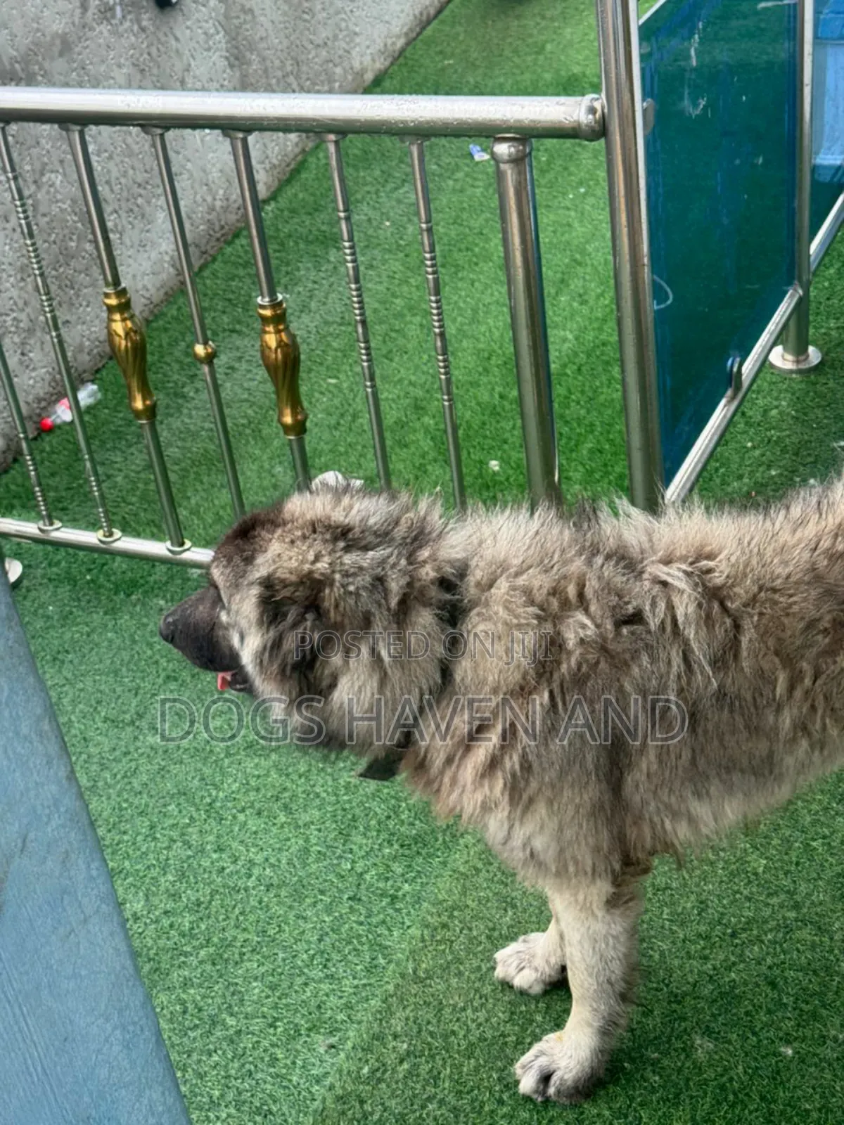 1+ year Female Purebred Caucasian Shepherd in Warri - Dogs & Puppies ...