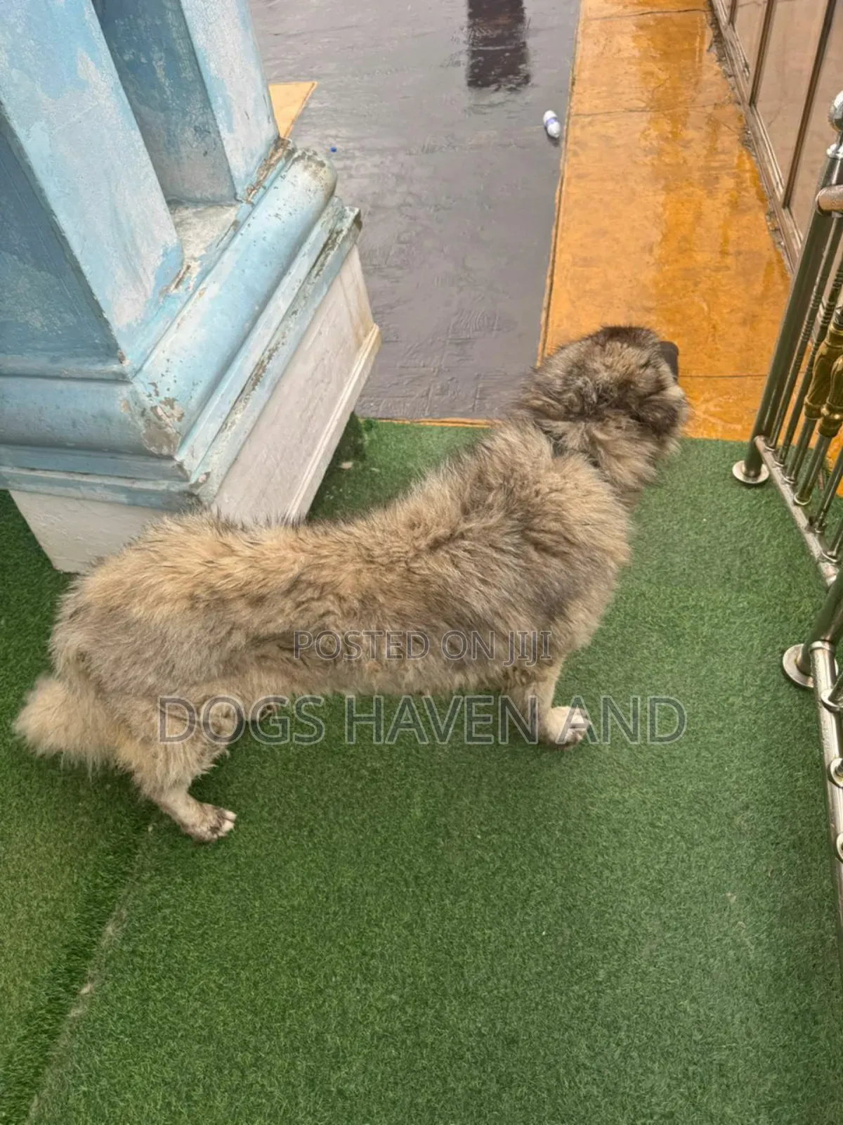 1+ year Female Purebred Caucasian Shepherd in Warri - Dogs & Puppies ...