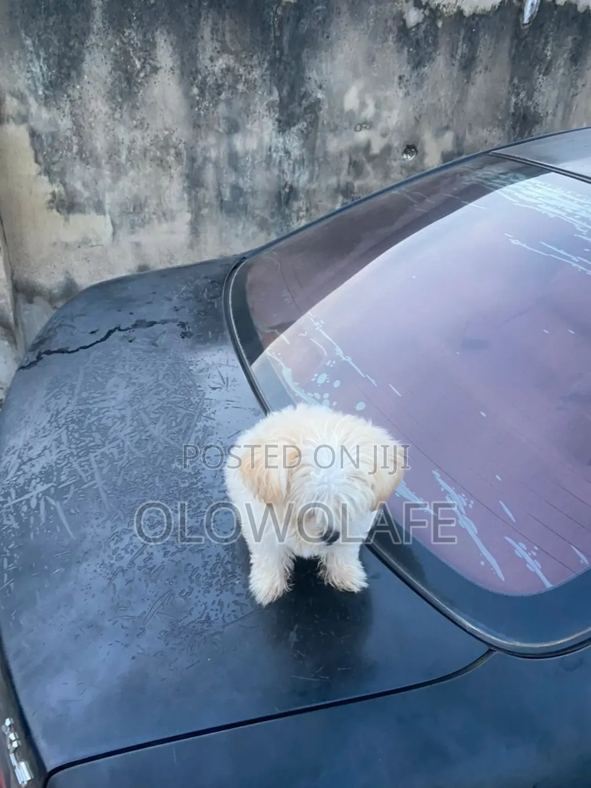 1-3 months Male Purebred Lhasa Apso in Akure - Dogs & Puppies ...