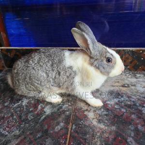 Active Matured Adult Dutch Rabbit Buck (Grey) in Ikeja - Farm Animals ...