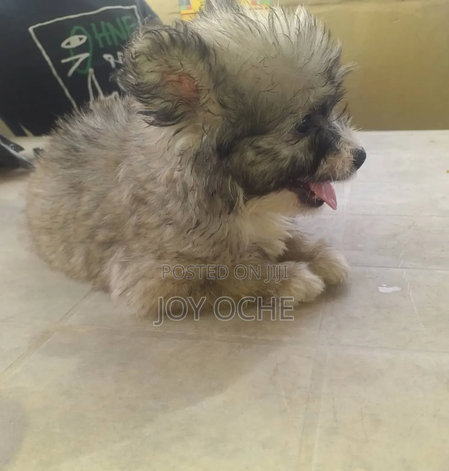 0-1 month Male Purebred Lhasa Apso in Lugbe District - Dogs & Puppies ...