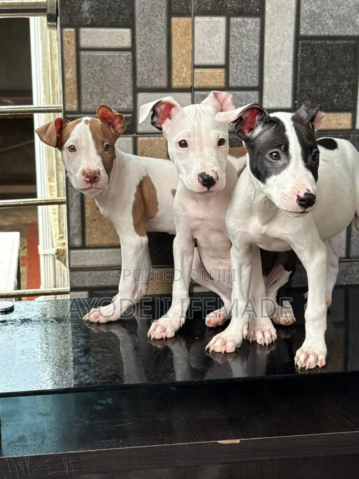 1-3 months Female Purebred American Pit Bull Terrier in Ado-Odo/Ota ...