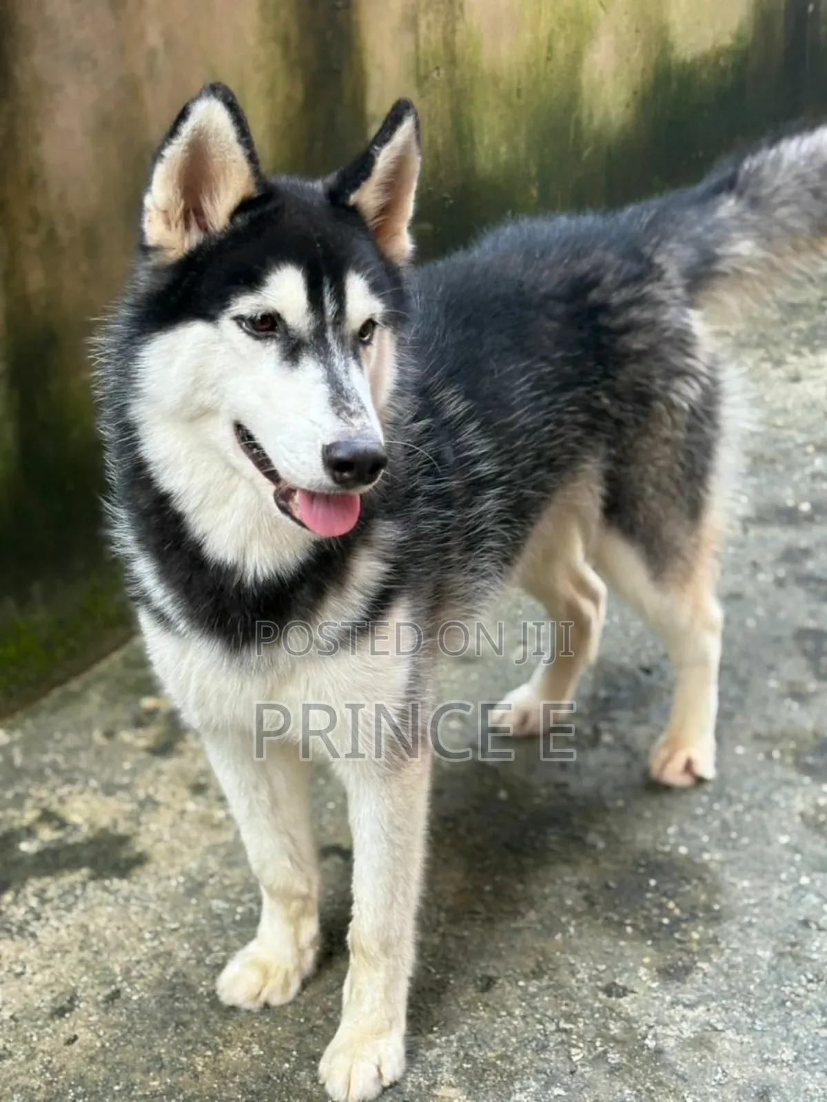 6-12 months Male Purebred Siberian Husky in Ibadan - Dogs & Puppies ...