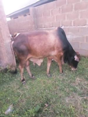 Matured Cows Available for Sale! in Ibadan - Farm Animals, Azeez ...