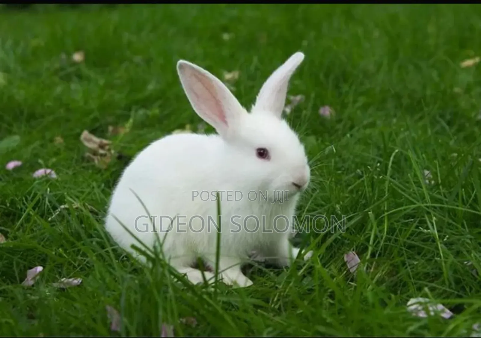 1-3 Months Old Rabbit in Badagry - Farm Animals, Gideon Solomon | Jiji.ng
