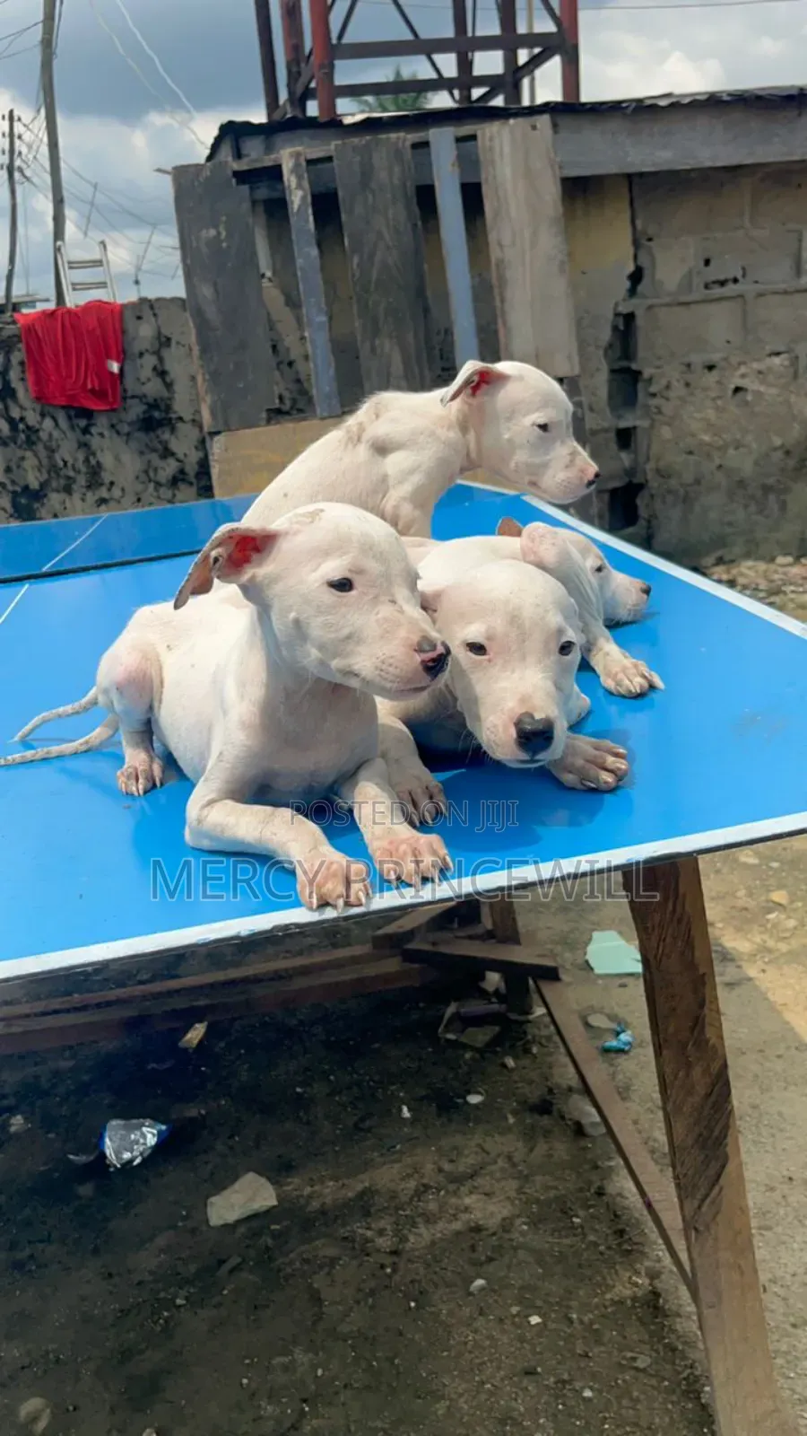 1-3 months Female Purebred American Pit Bull Terrier in Port-Harcourt ...