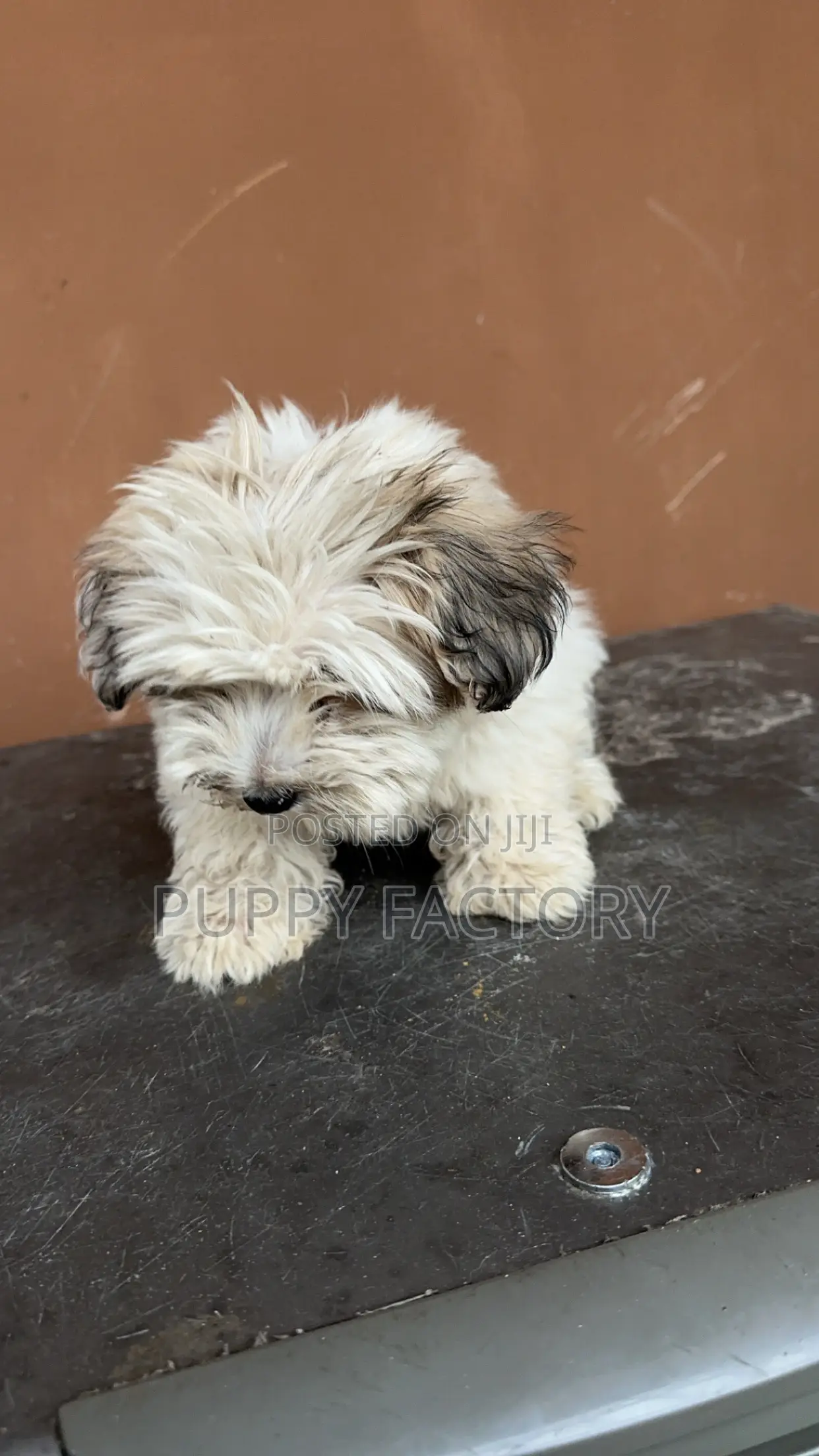 1-3 months Female Purebred Lhasa Apso in Yaba - Dogs & Puppies, Azmia ...