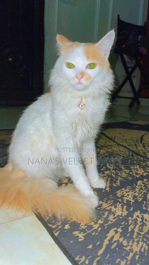 3-6 months Male Purebred Turkish Angora in Maitama - Cats & Kittens ...