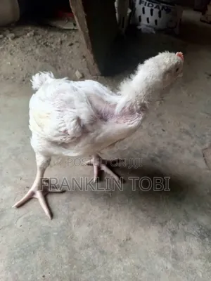 3 Weeks Plus Old Broiler Chicken in Ondo / Ondo State - Farm Animals ...