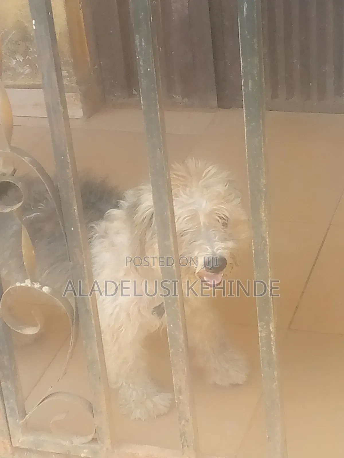 1+ year Male Purebred Lhasa Apso in Osogbo - Dogs & Puppies, Aladelusi ...