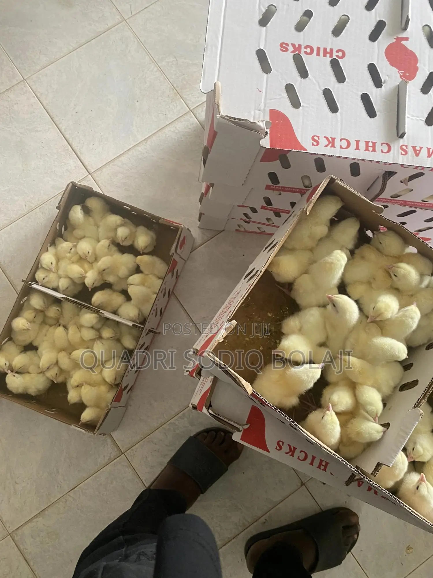 Day Old Chicks in Oluyole - Farm Animals, Quadri Sodiq | Jiji.ng