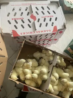 Day Old Chicks in Oluyole - Farm Animals, Quadri Sodiq | Jiji.ng
