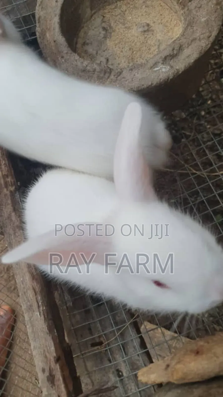 A Month Old Healthy Rabbits in Abeokuta North - Farm Animals, Jacob ...