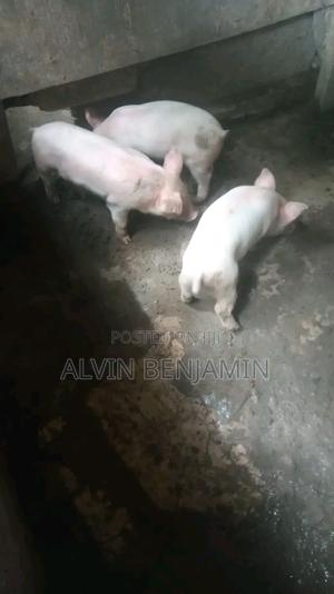 Large White Pig in Ede - Farm Animals, Alvin Benjamin | Jiji.ng