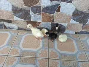 Day Old Turkey in Kuje - Farm Animals, Isah Muhammad Bashir | Jiji.ng