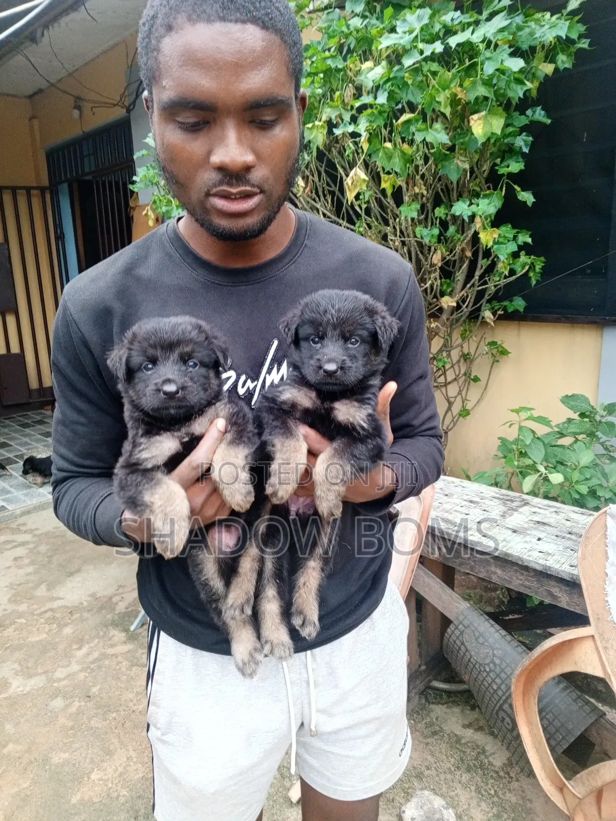 1-3 months Female Mixed Breed German Shepherd in Port-Harcourt - Dogs ...