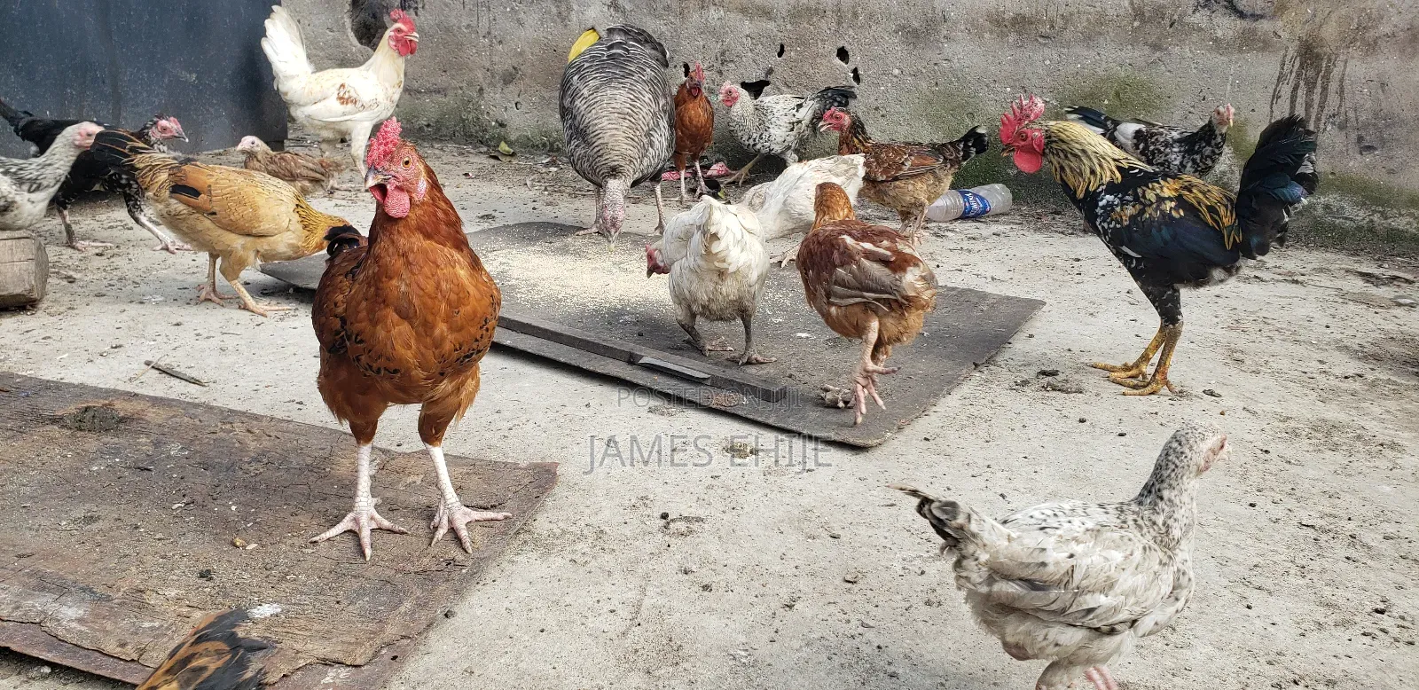 Local Chicken in Yaba - Farm Animals, James Ehije | Jiji.ng