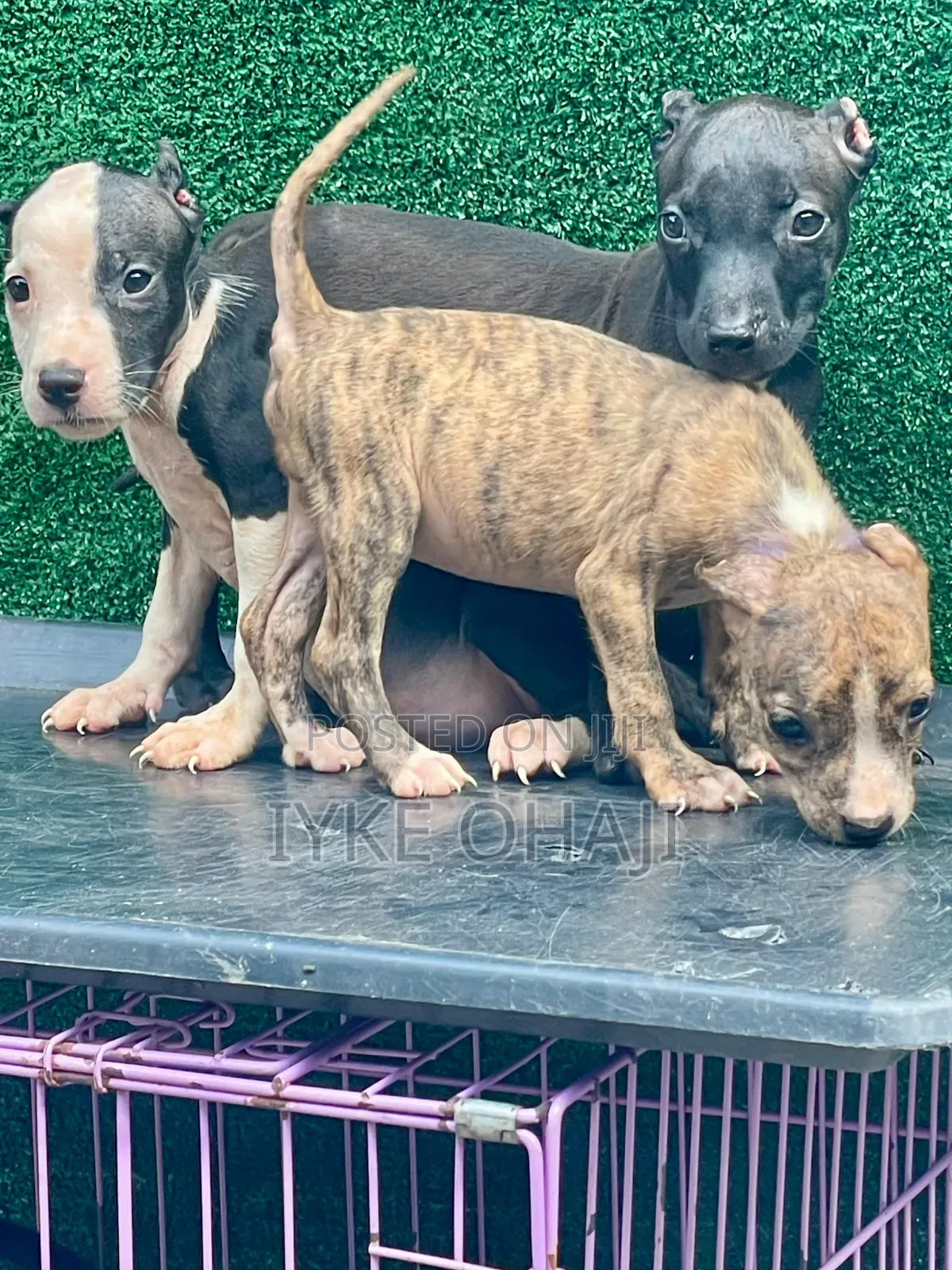 1-3 months Female Purebred American Pit Bull Terrier in Port-Harcourt ...