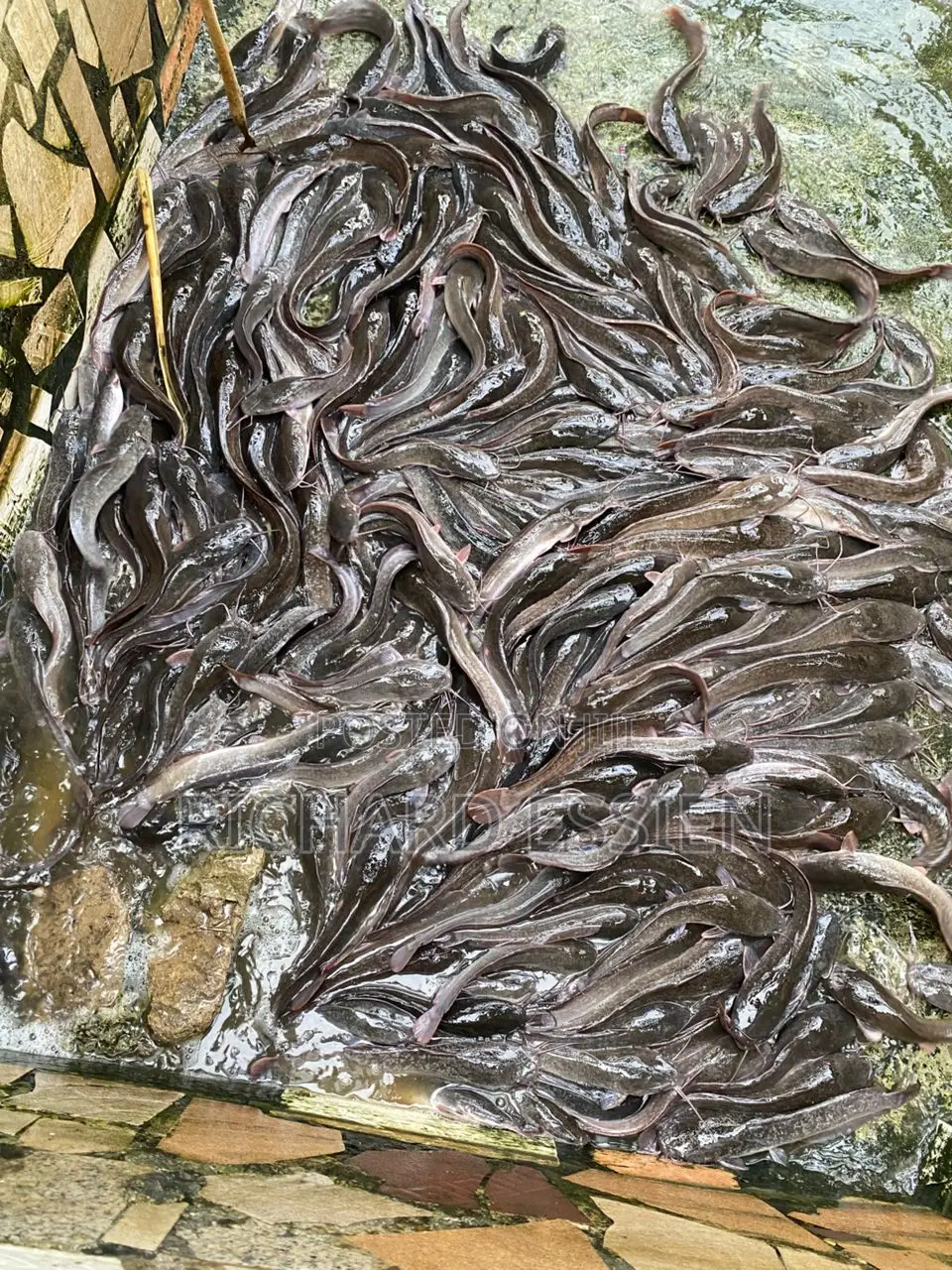 Fresh Live Catfish for Sale – Farm Price – Lagos in Surulere - Farm ...