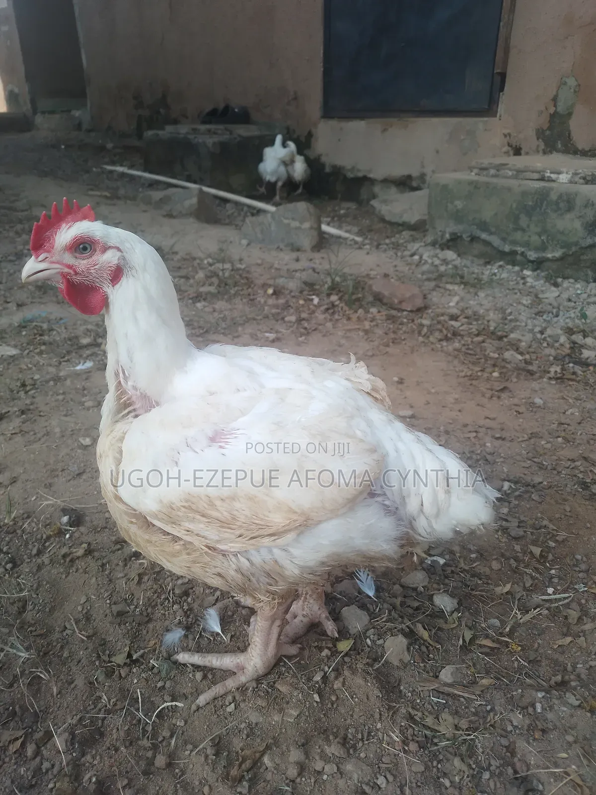 Huge, Healthy Organically Raised Broiler Chicken in Lugbe District ...