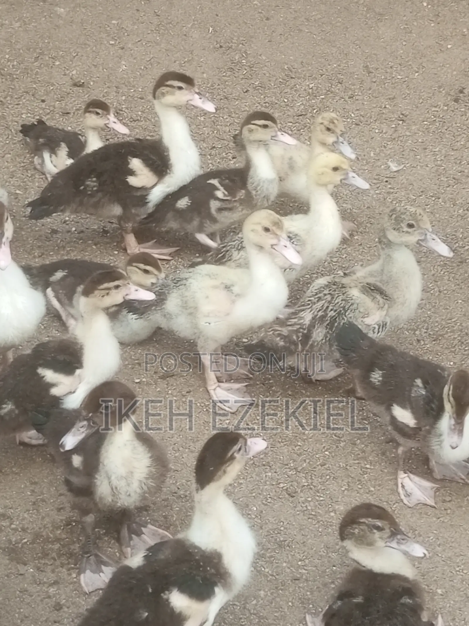 Duck Fowl (Matured and Small) in Port-Harcourt - Farm Animals, Ikeh ...