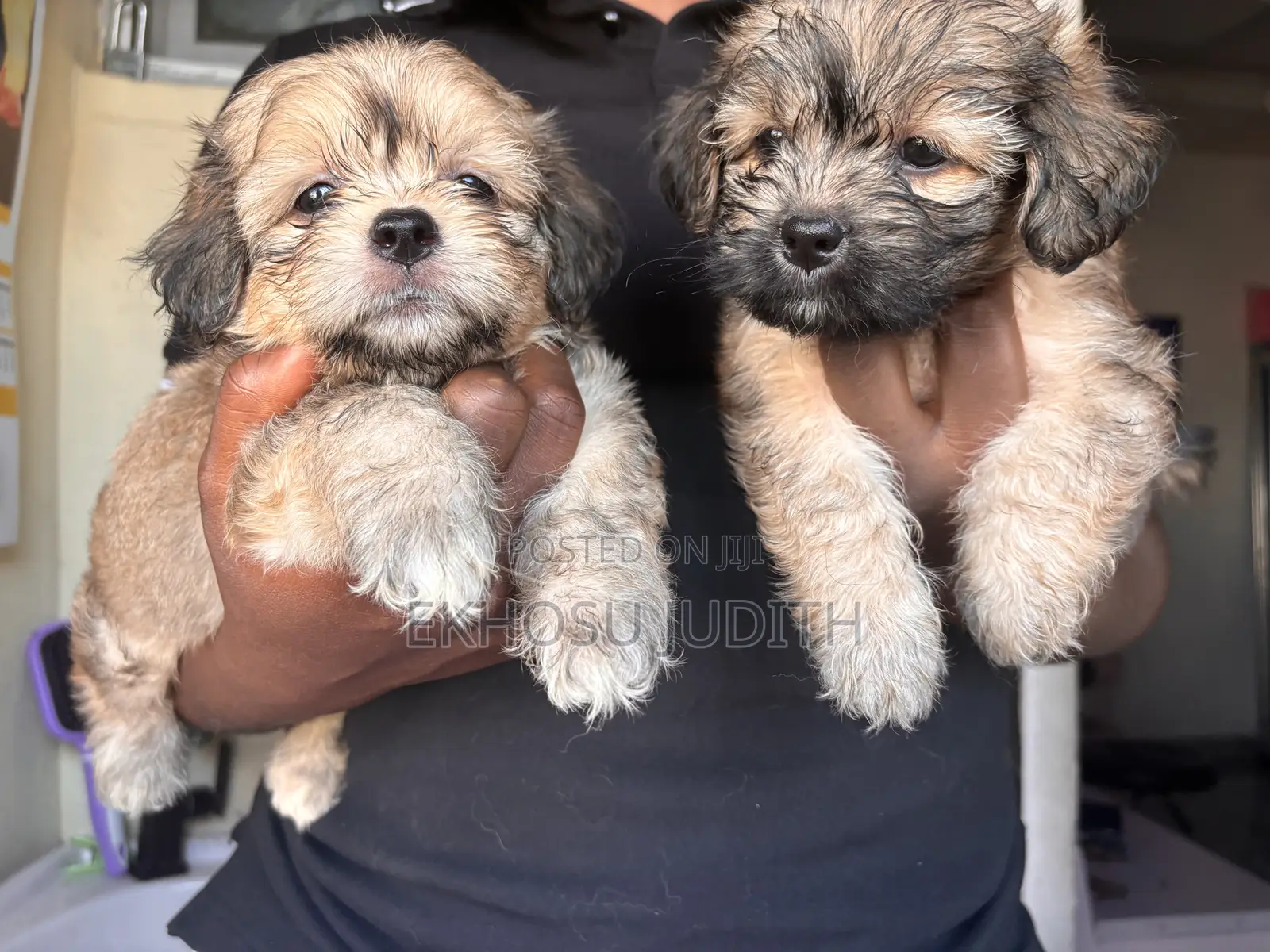 1-3 months Female Purebred Lhasa Apso in Yaba - Dogs & Puppies, Ekhosu ...