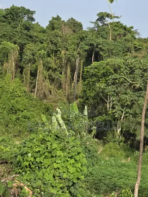 40 Acres In Ogun State Under A Profit-share Contract. for sale ...