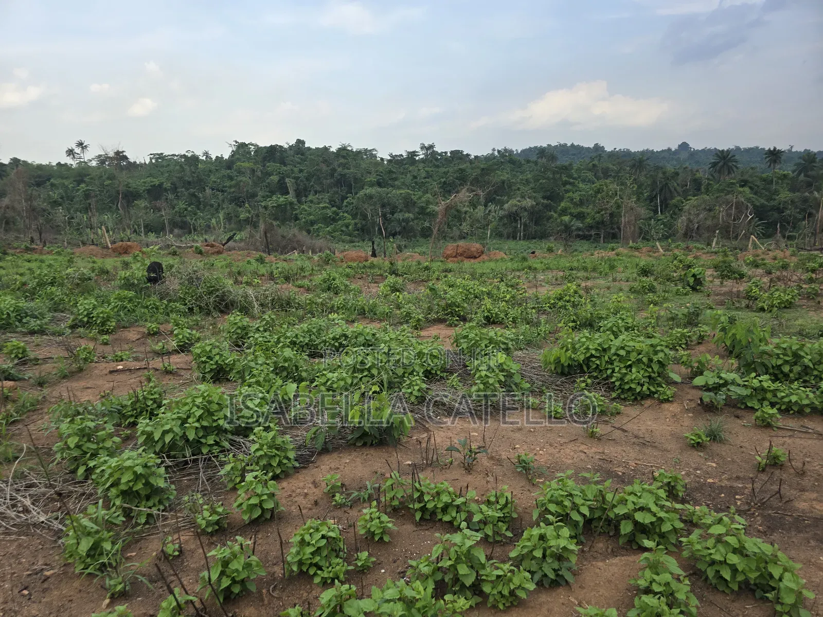 40 Acres In Ogun State Under A Profit-share Contract. for sale ...