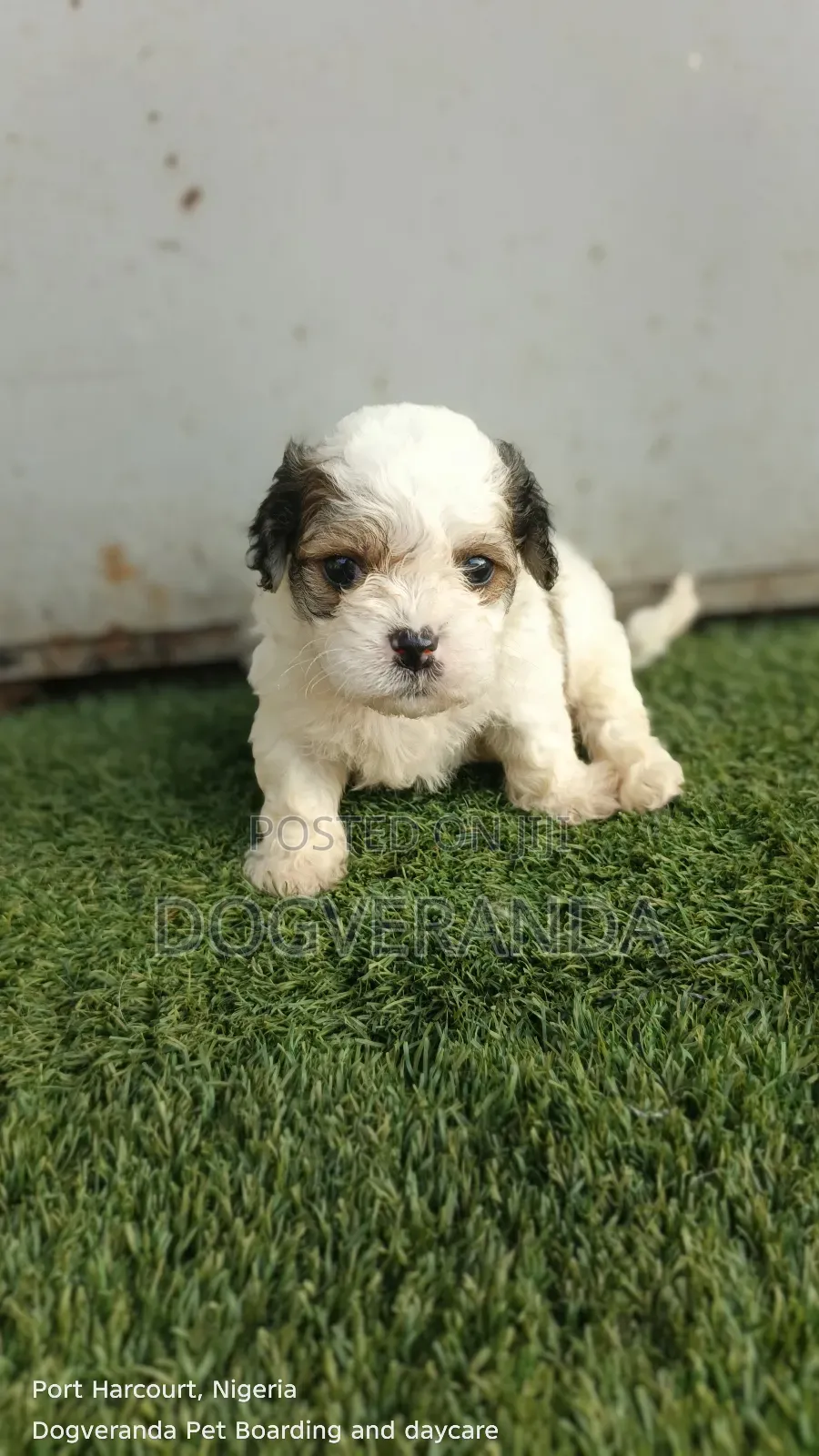 1-3 months Male Purebred Lhasa Apso in Port-Harcourt - Dogs & Puppies ...