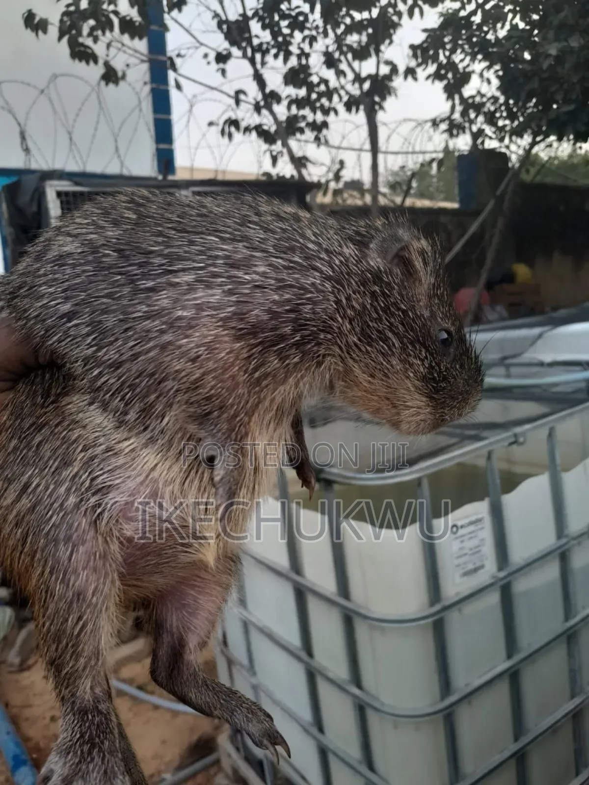 Grasscutter Colony in Central Business District - Farm Animals, Ikechukwu Peters | Jiji.ng